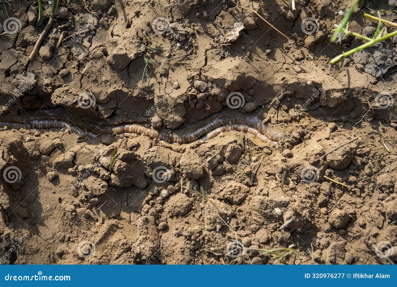 A Worm Crawls Across the Soft, Smooth Loamy Soil, Loamy Earth with a ...