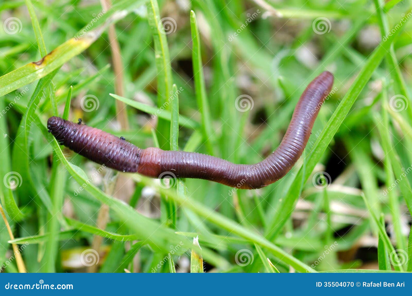 Worm stock photo. Image of earthworm, fishing, flexibility - 35504070