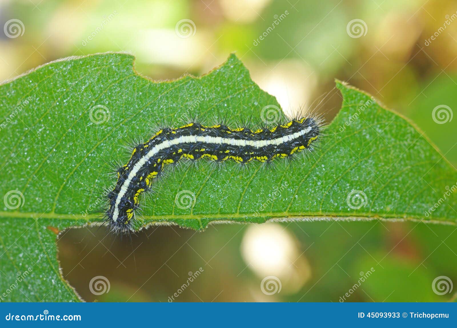 Worm die blad eten stock afbeelding. Image of blad, vlinder - 45093933