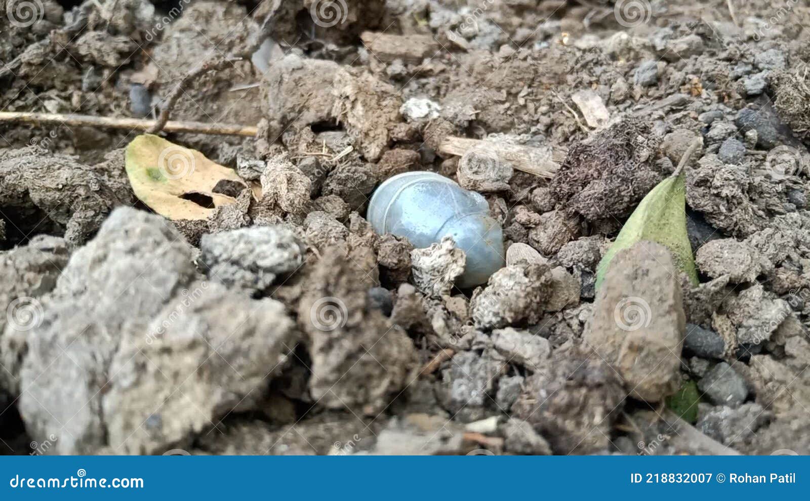 The Worm is Digging the Ground and Going Inside Stock Video - Video of ...