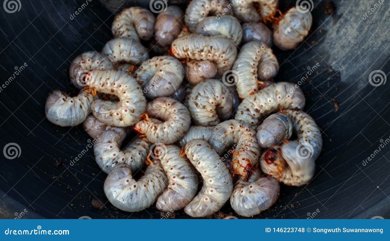 Worm of the Dynastinae stock photo. Image of dear, beetle - 146223748