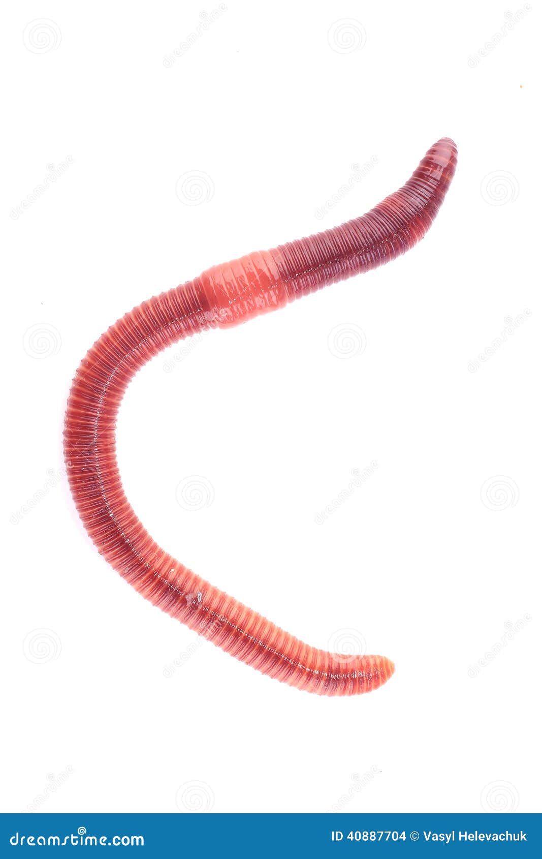 Worm stock photo. Image of annelida, squirm, agriculture - 40887704