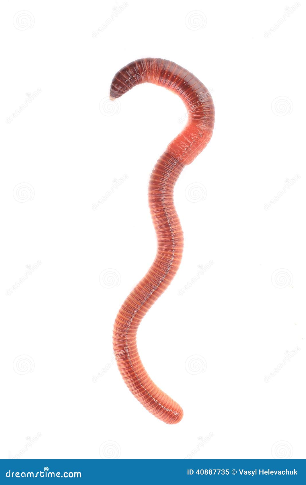 Worm stock image. Image of natural, garden, nature, farm - 40887735