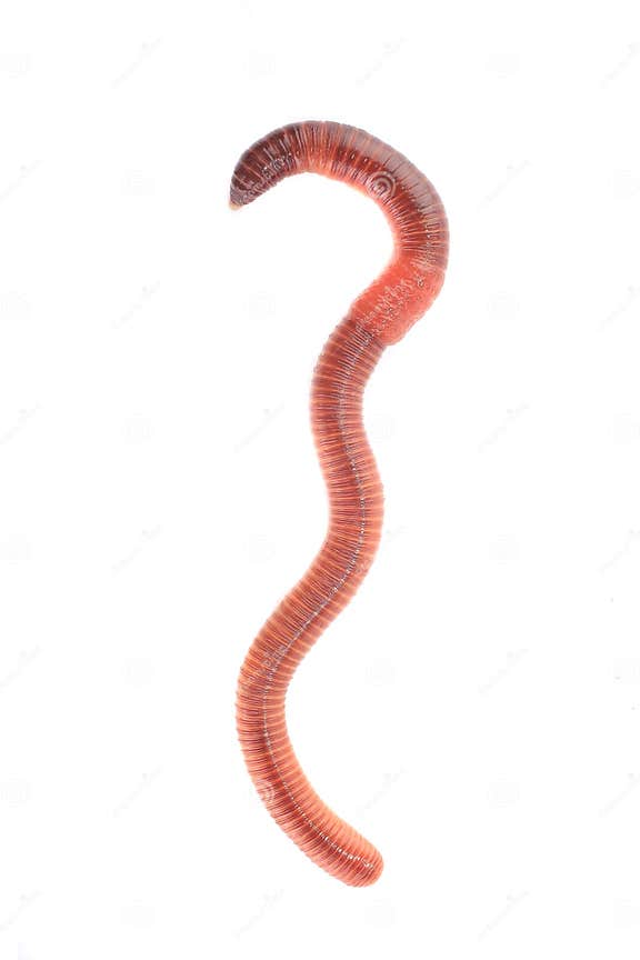 Worm stock image. Image of natural, garden, nature, farm - 40887735
