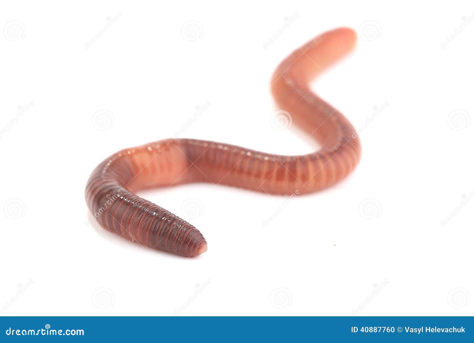 Worm stock photo. Image of farm, grass, anguine, slimy - 40887760