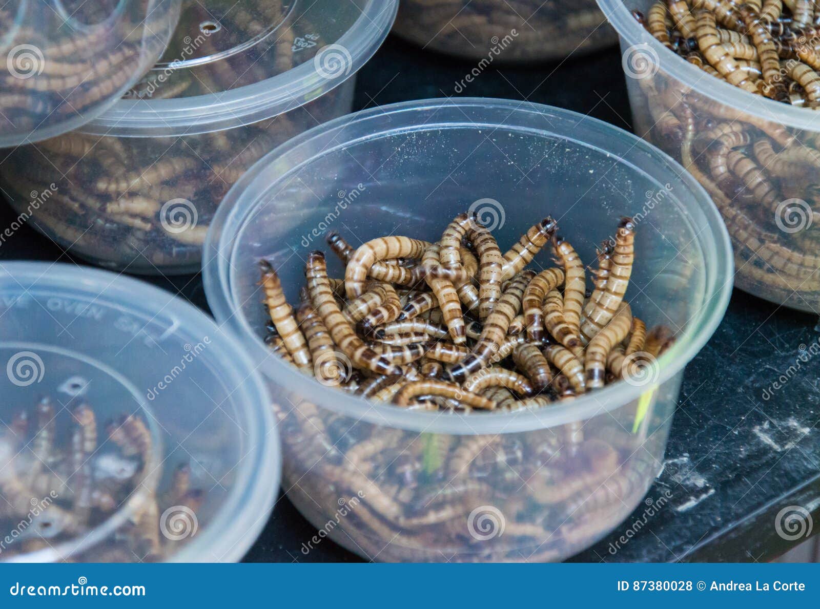 Worm stock photo. Image of wildlife, bucket, night, worms - 87380028