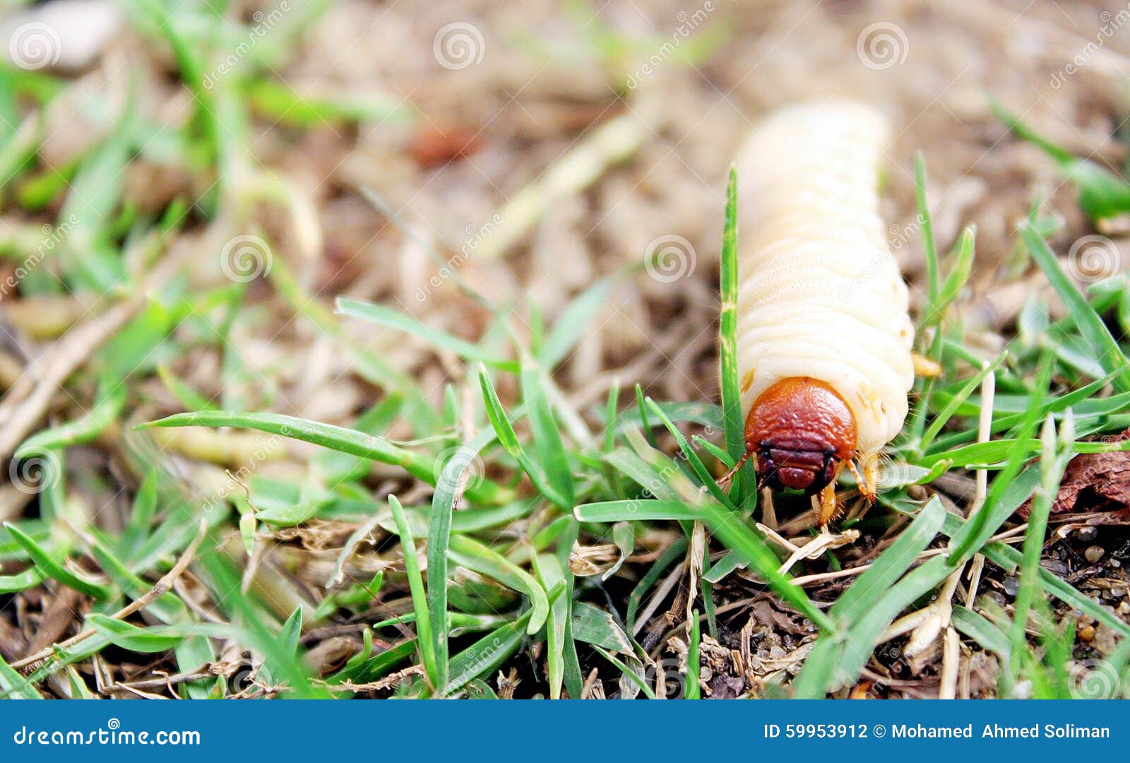 Worm , larva , Caterpillar stock photo. Image of focus - 59953912