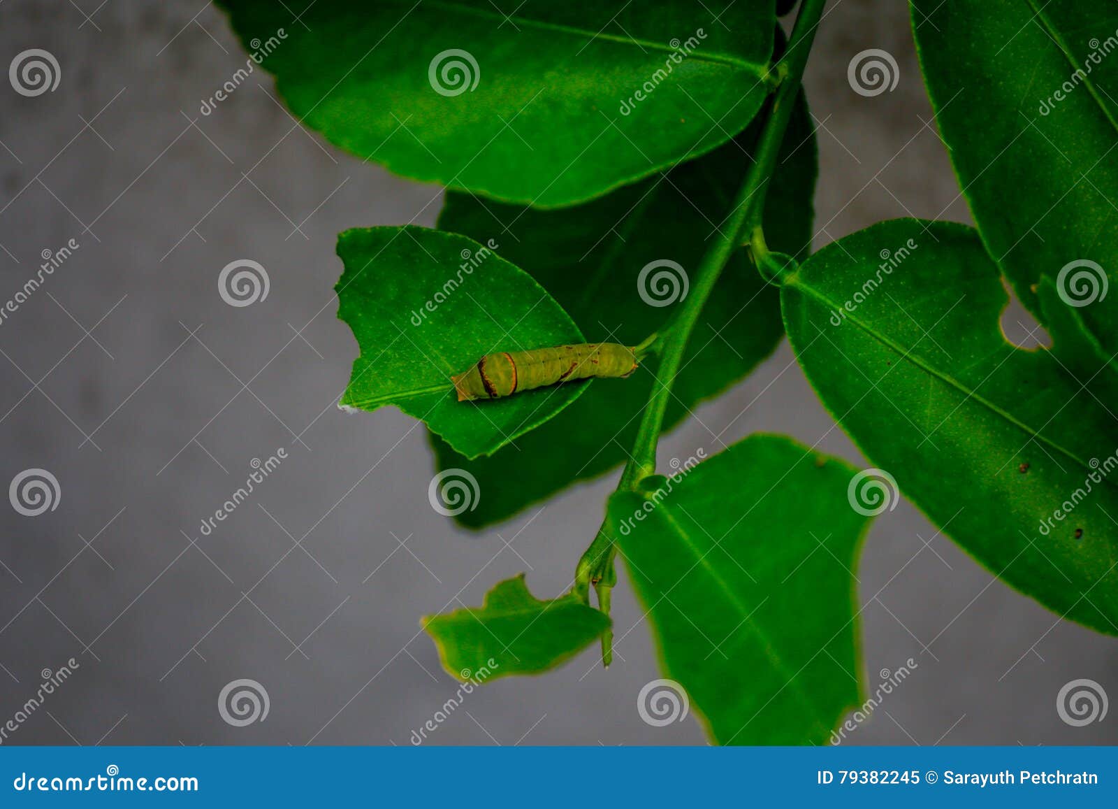 Worm eating leaves stock image. Image of leaf, natural - 79382245