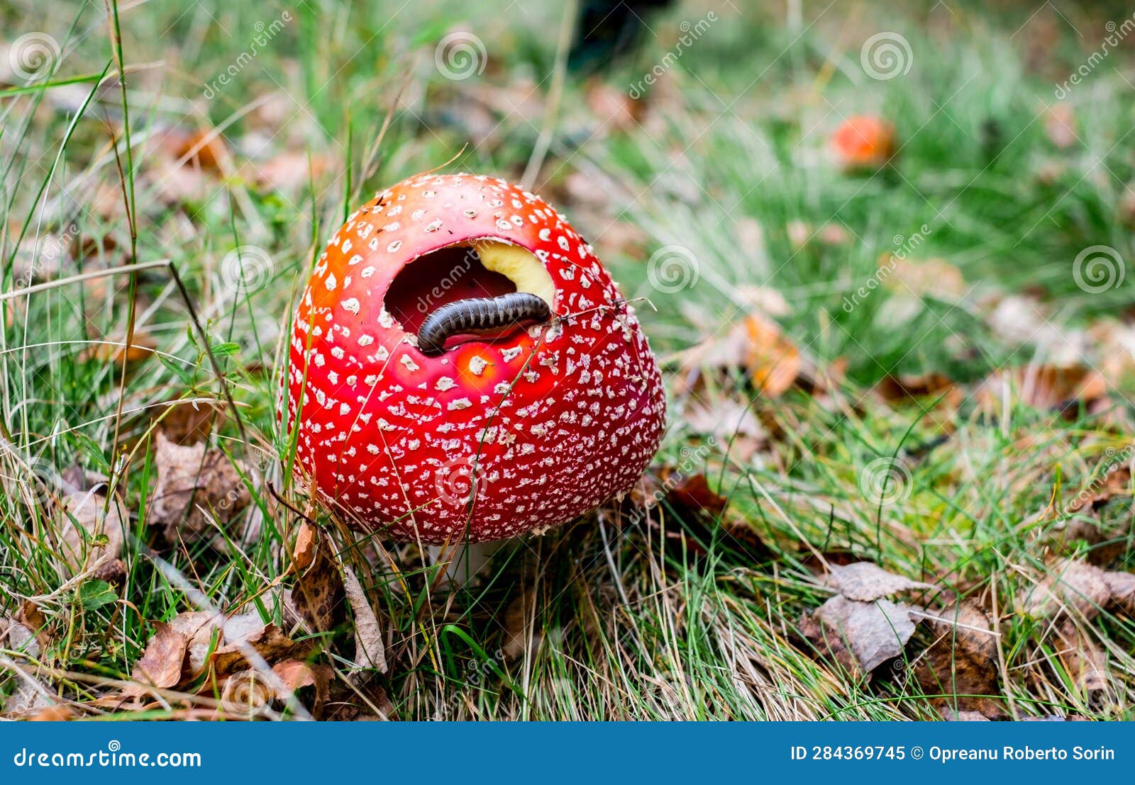 Worm Eating Red Toadstool Poisonous Mushroom Stock Image - Image of ...