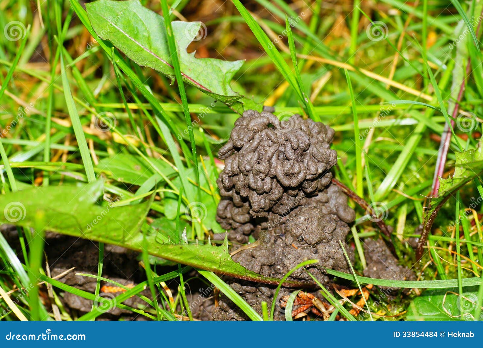 Worm excretions stock photo. Image of dirt, excretions - 33854484