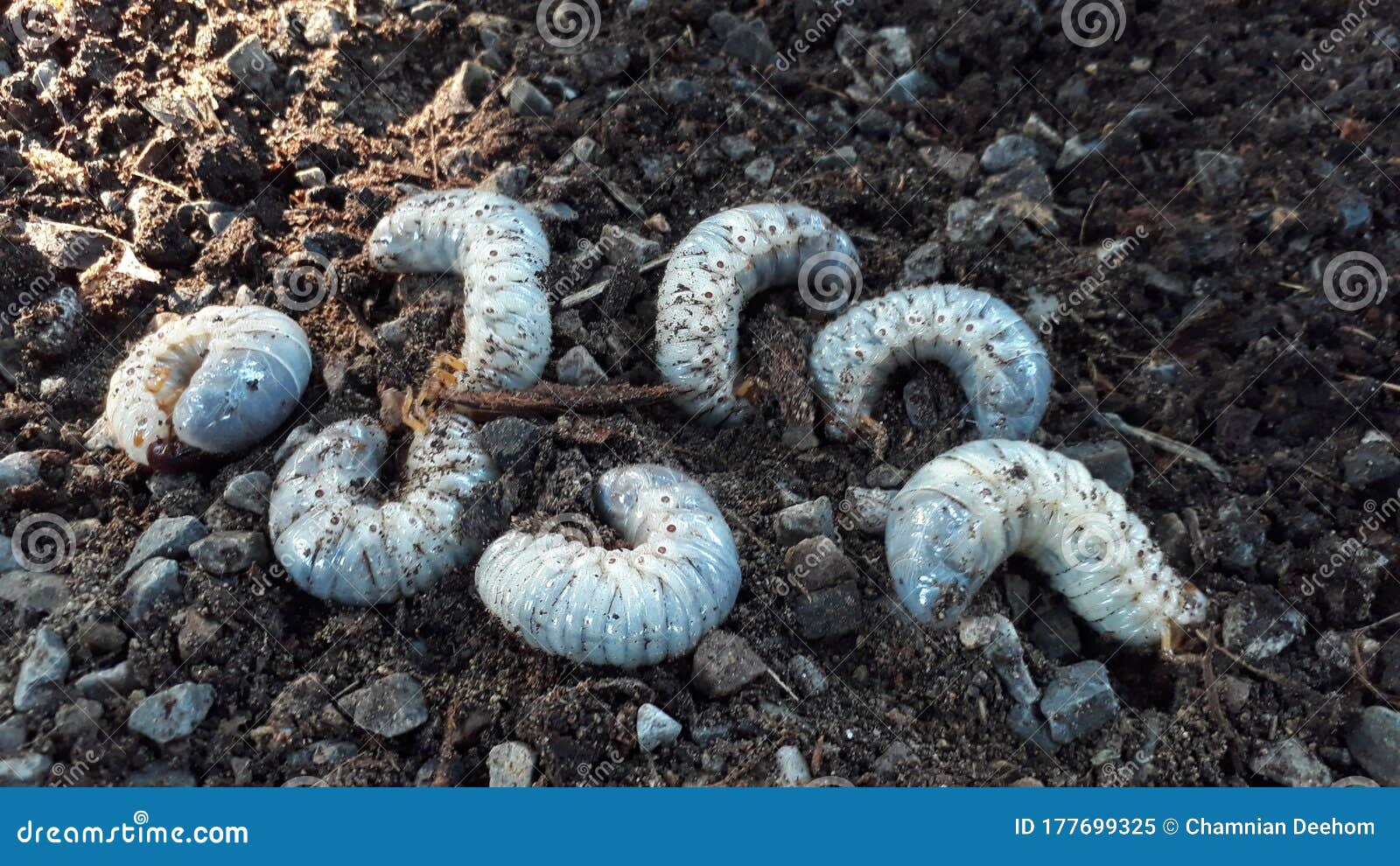 Worm stock image. Image of grub, worm, soil, extreamly - 177699325