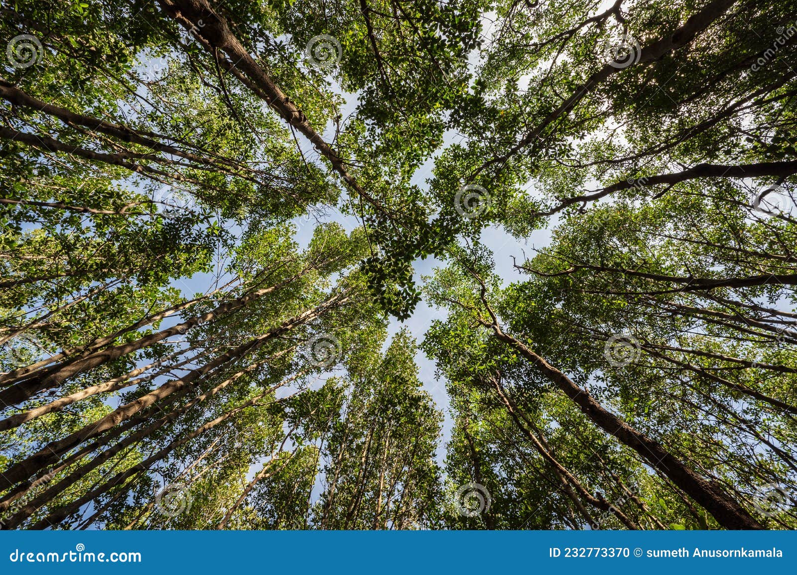 Worm Eye View with the Trees Stock Photo - Image of angle, bottom ...