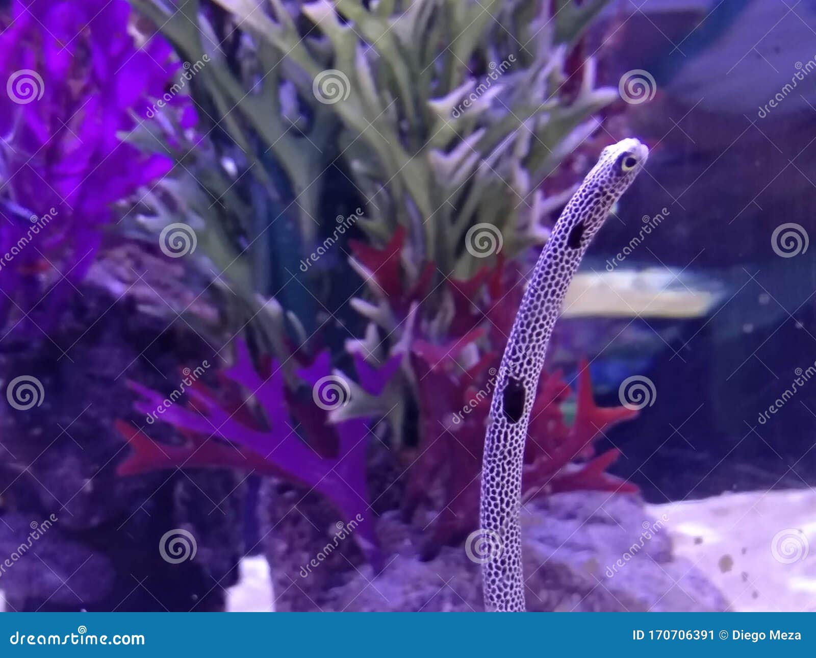 Worm fish under water stock image. Image of worm, light - 170706391