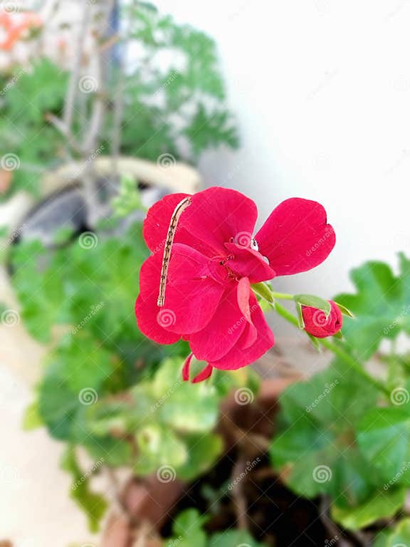 Worm on a flower stock image. Image of garden, purple - 205887461