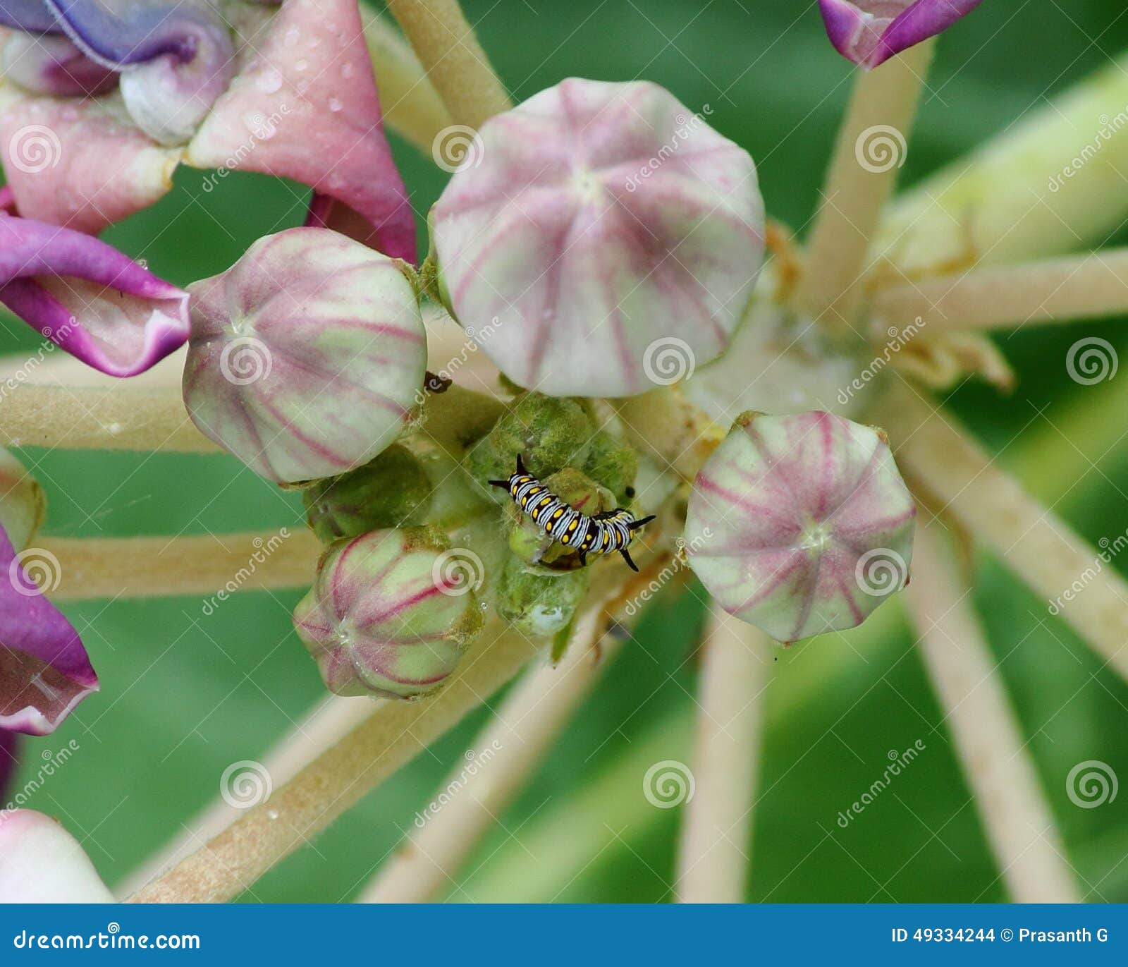 Worm on flower buds stock photo. Image of garden, mansoon - 49334244