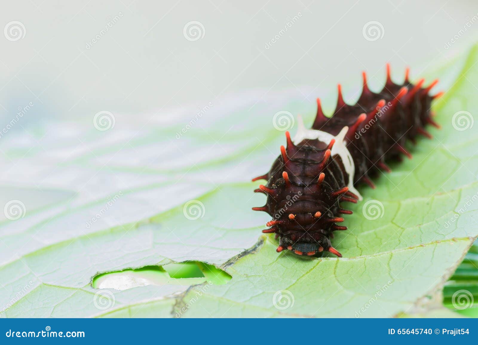 Worm on front stock photo. Image of nature, giant, horn - 65645740