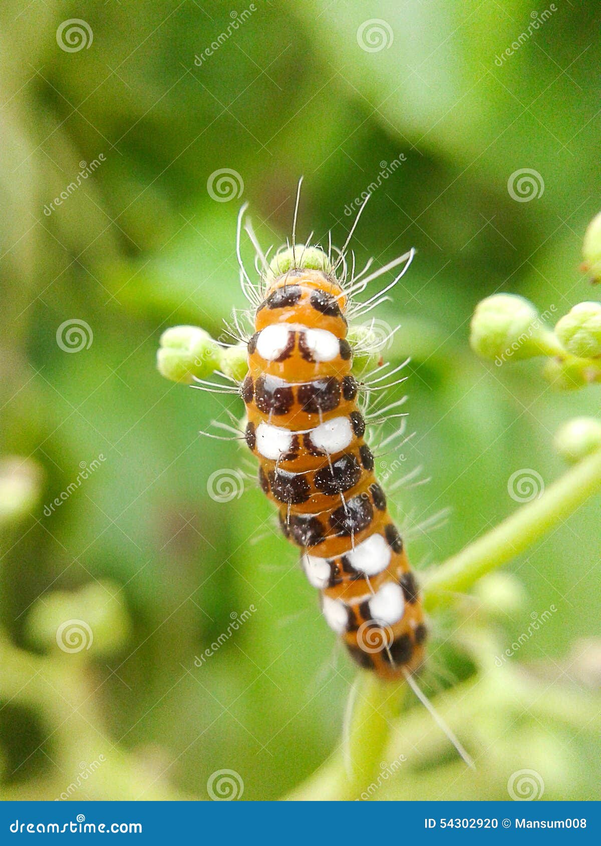 Worm stock photo. Image of macro, larva, small, beautiful - 54302920