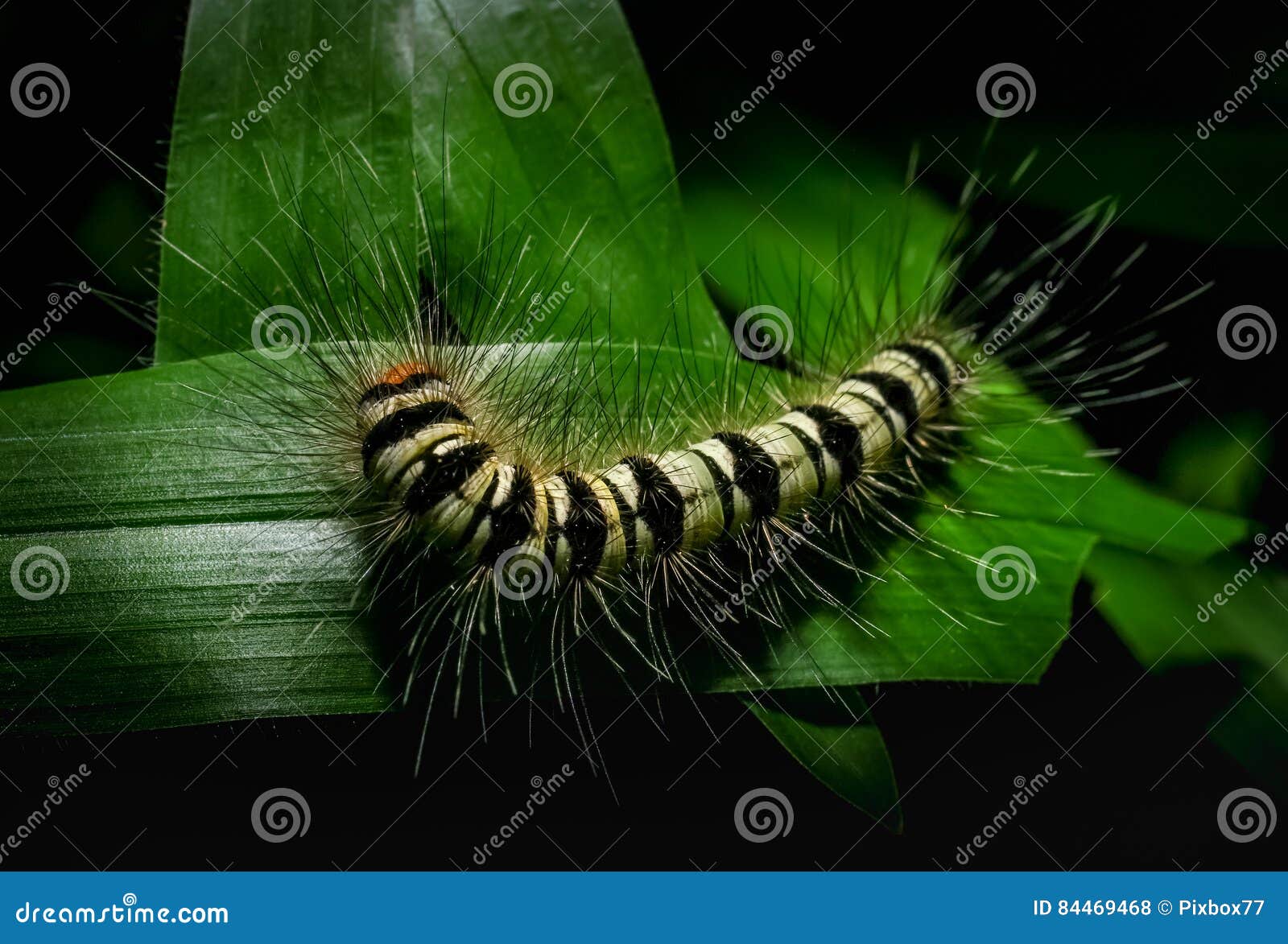 Worm on a Grass in the Garden Stock Photo - Image of larvae, fauna ...
