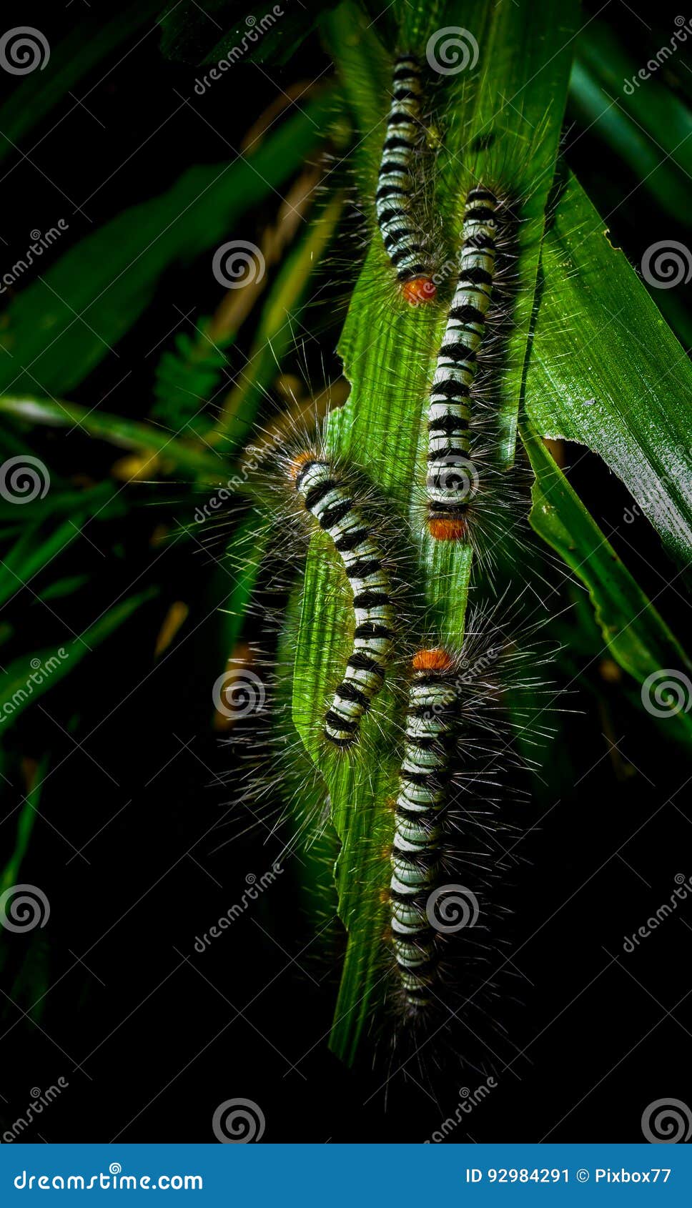 Worm on a Grass in the Garden Stock Image - Image of green, caterpiller ...