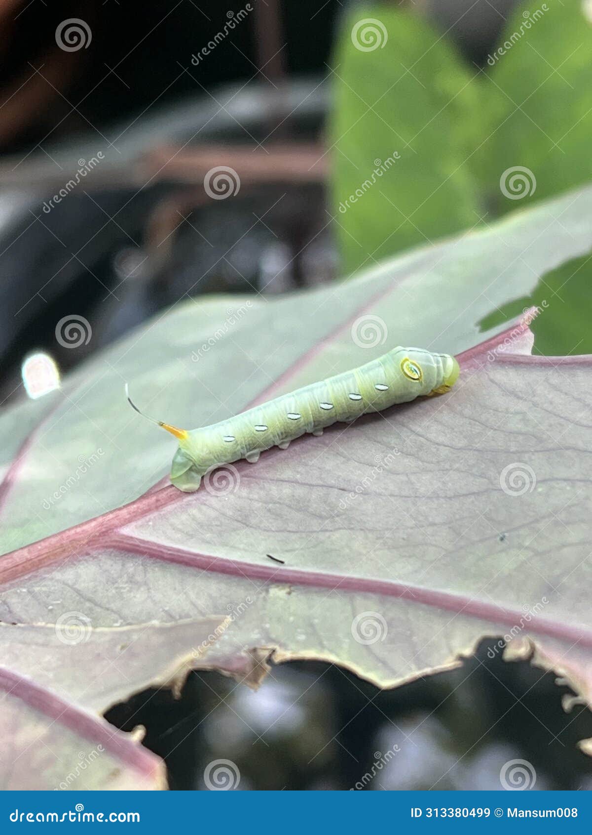 Worm on Green Leaves of a Plant Stock Image - Image of butterfly ...
