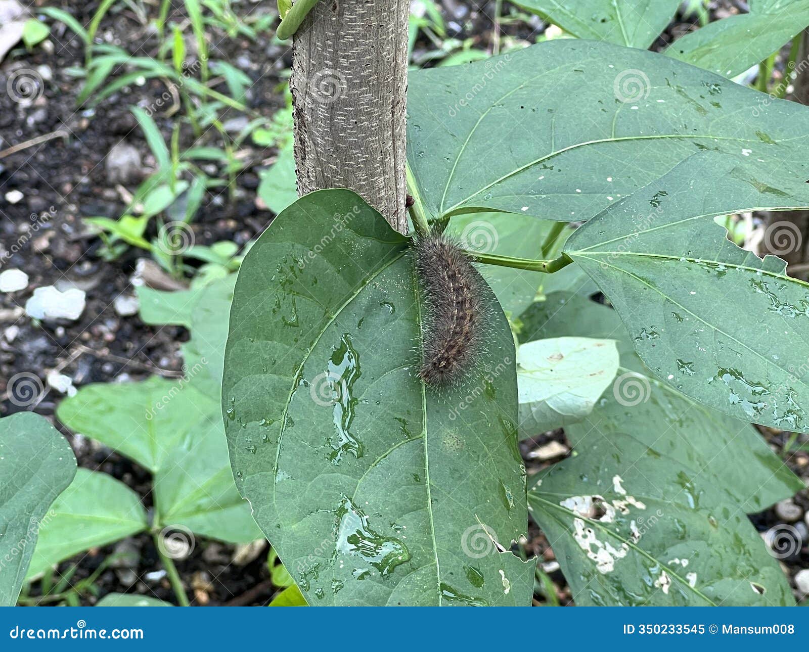 Worm on Green Leaves on the Tree Stock Image - Image of leaves, tree ...