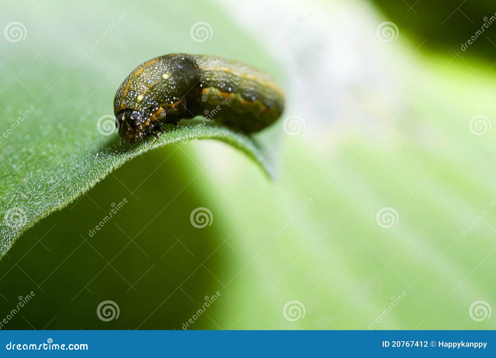 Worm in green nature stock photo. Image of wild, color - 20767412