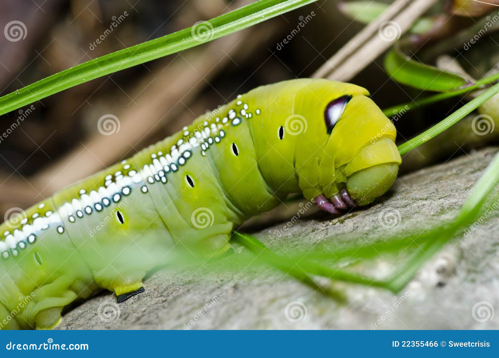 Worm in green nature stock photo. Image of spinning, nature - 22355466