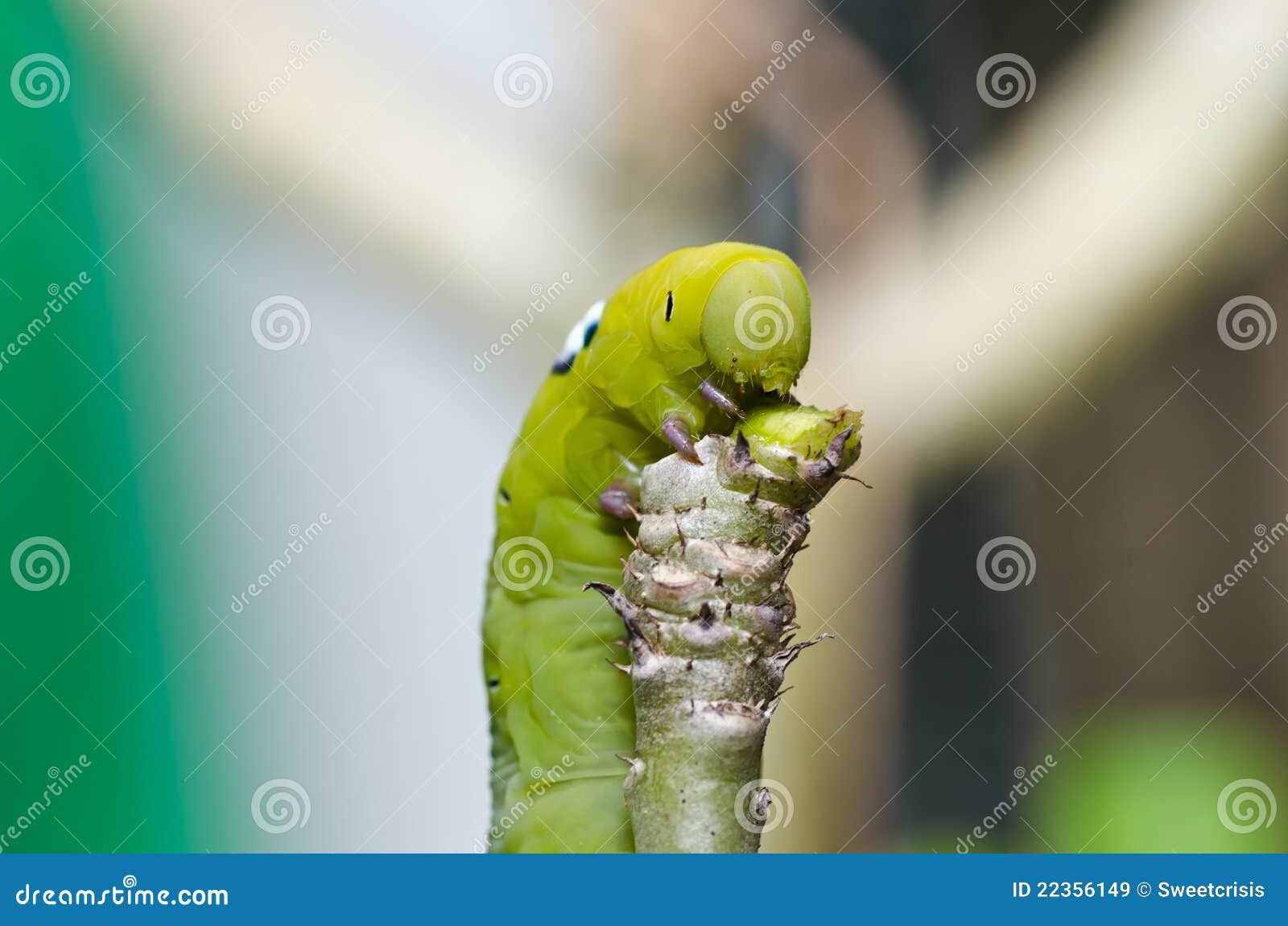 Worm in green nature stock image. Image of nature, color - 22356149