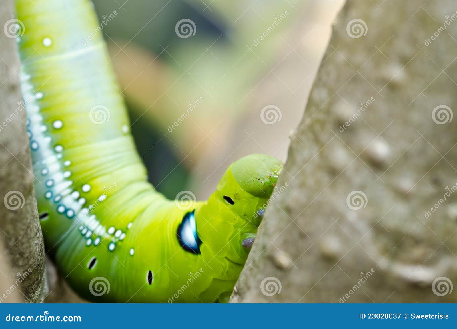 Worm in green nature stock image. Image of wild, green - 23028037