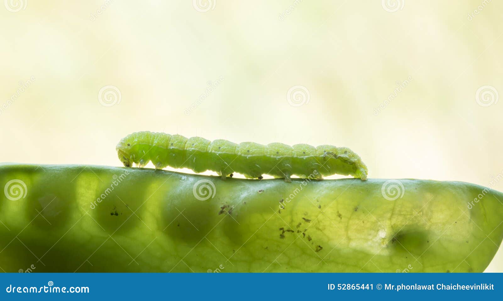 Worm stock image. Image of character, cute, worm, creature - 52865441
