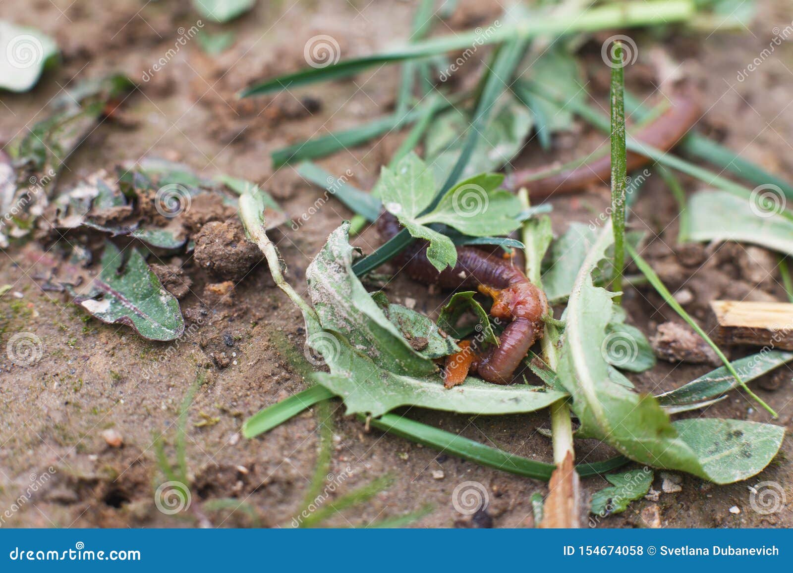 Worm on the Ground in the Grass Stock Photo - Image of green ...