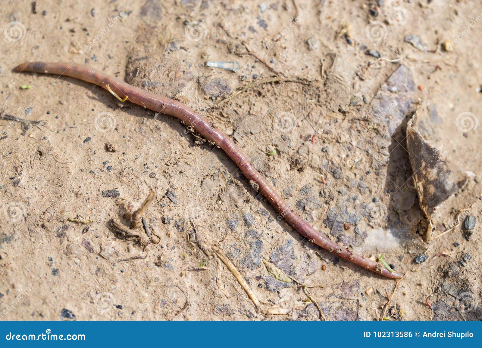 A Worm on the Ground. Macro Stock Photo - Image of zoological, nature ...