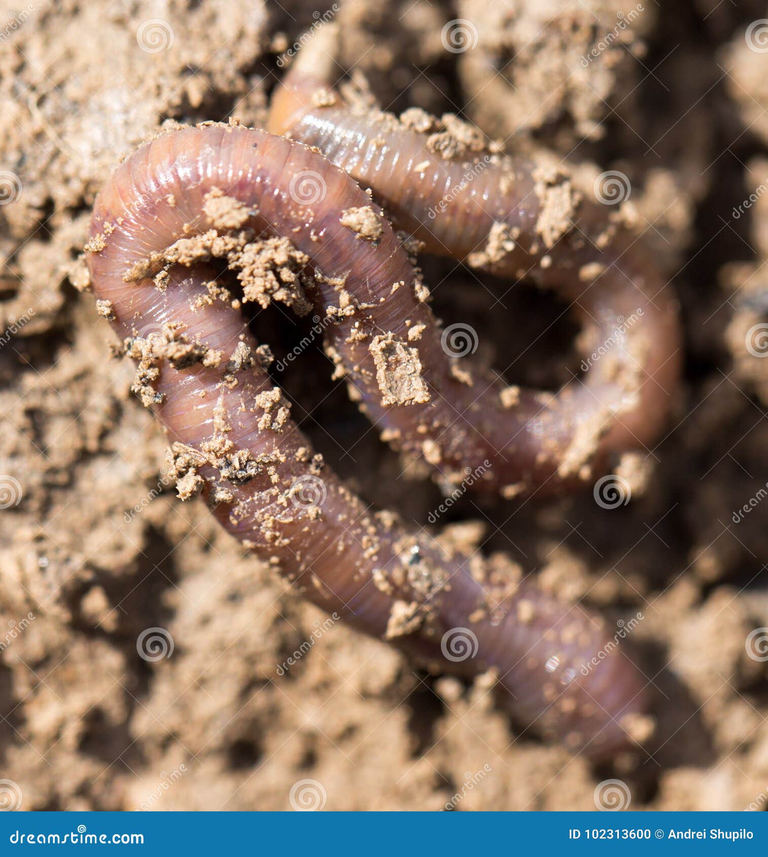A Worm on the Ground. Macro Stock Photo - Image of natural, worm: 102313600