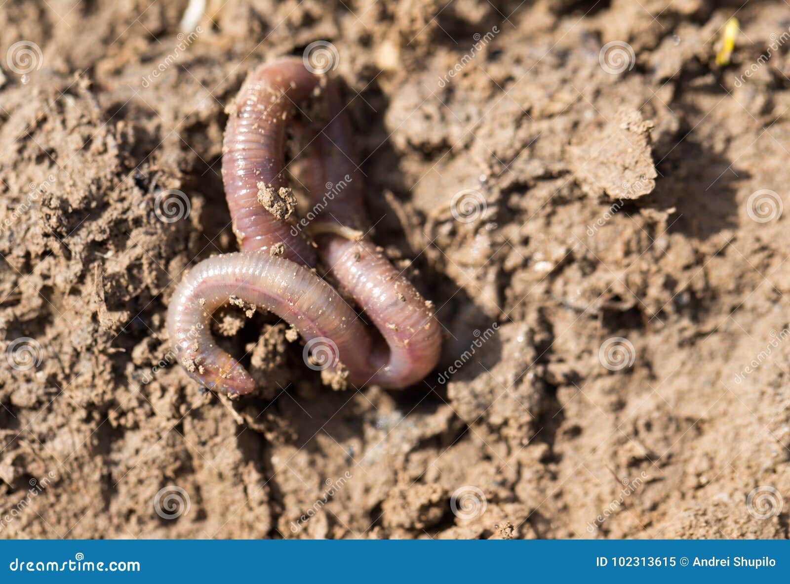 A Worm on the Ground. Macro Stock Image - Image of zoology, earthworm ...
