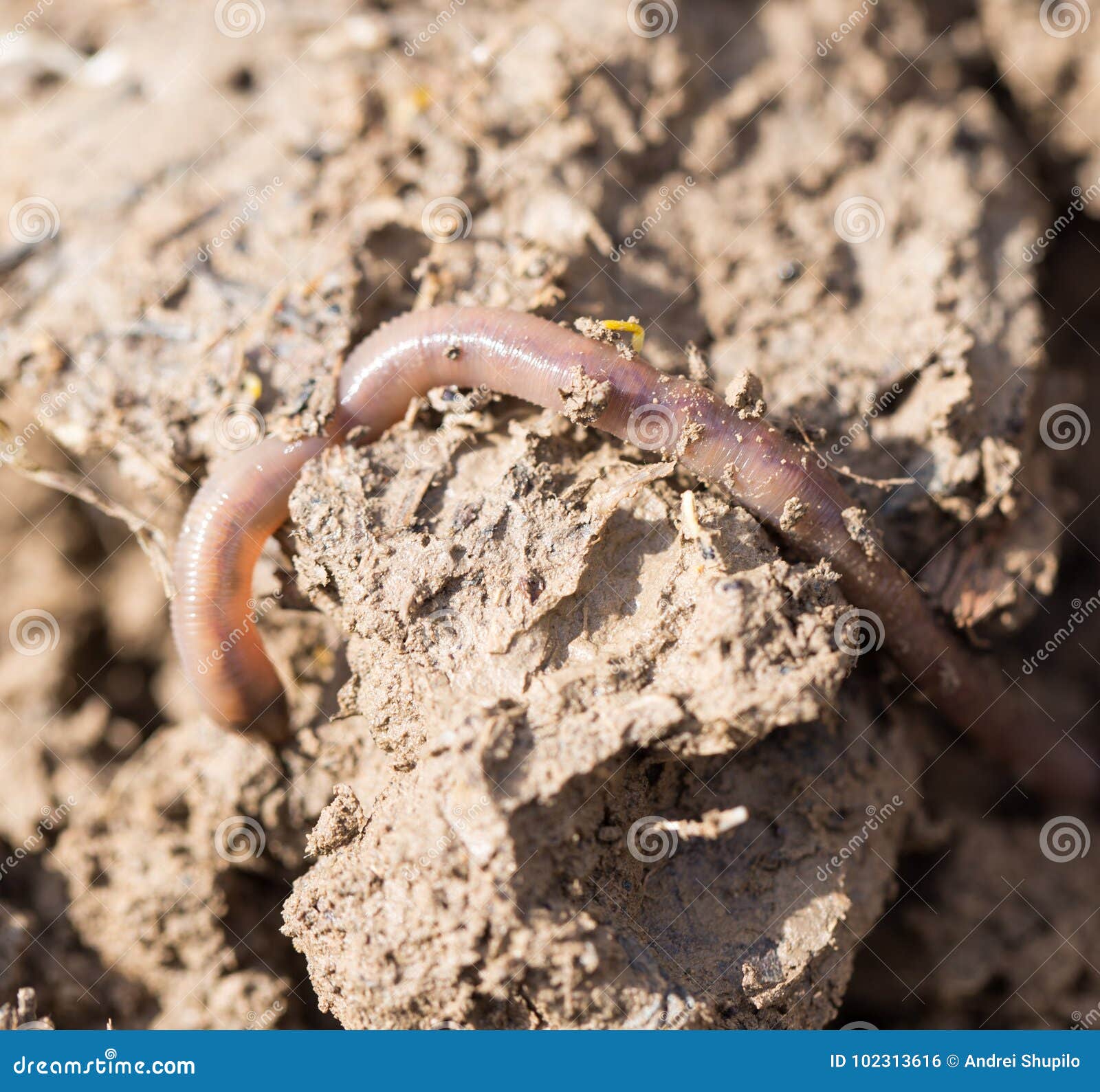 A Worm on the Ground. Macro Stock Photo - Image of slow, macro: 102313616