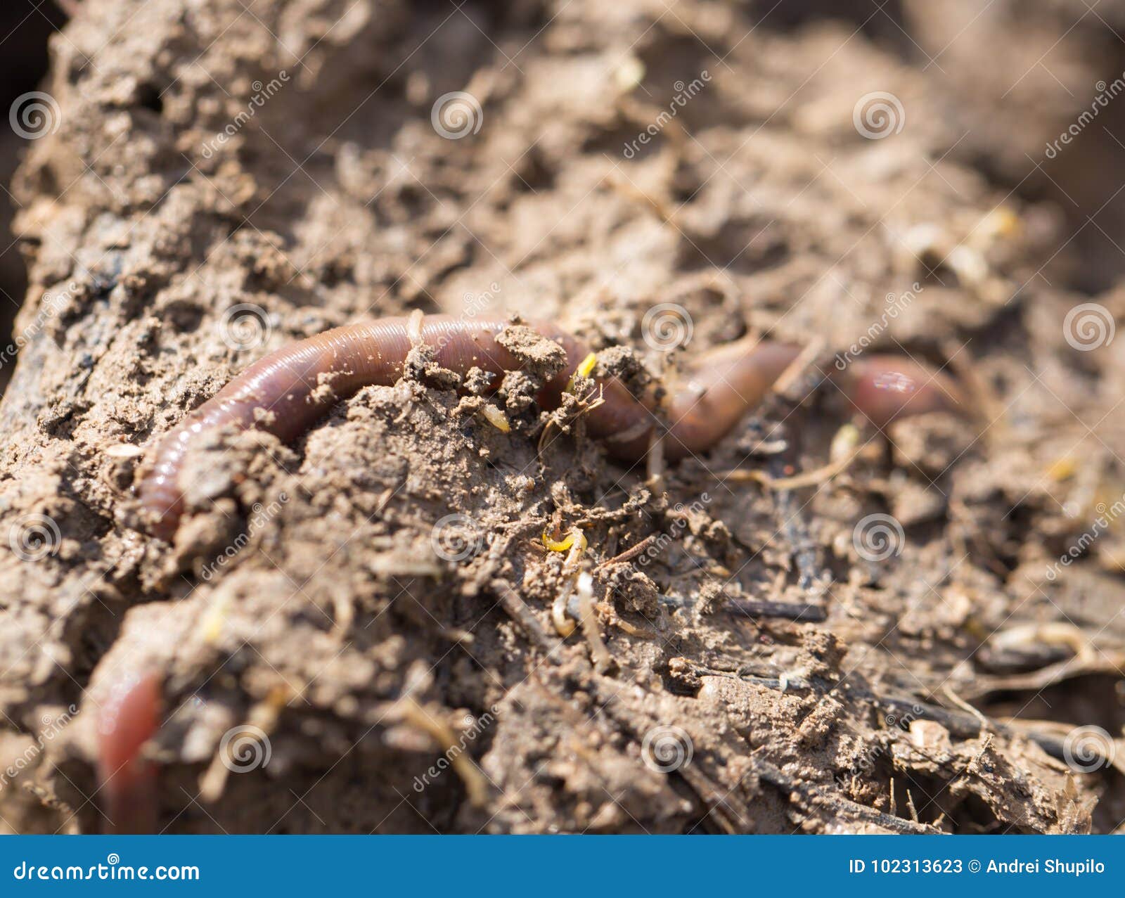 A Worm on the Ground. Macro Stock Image - Image of background ...