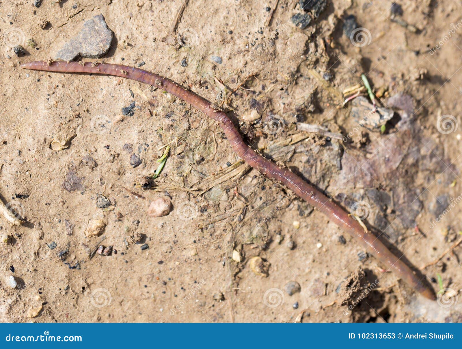 A Worm on the Ground. Macro Stock Image - Image of zoological, natural ...