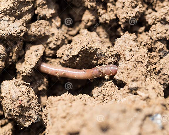 A Worm on the Ground. Macro Stock Photo - Image of earthworm, nature ...