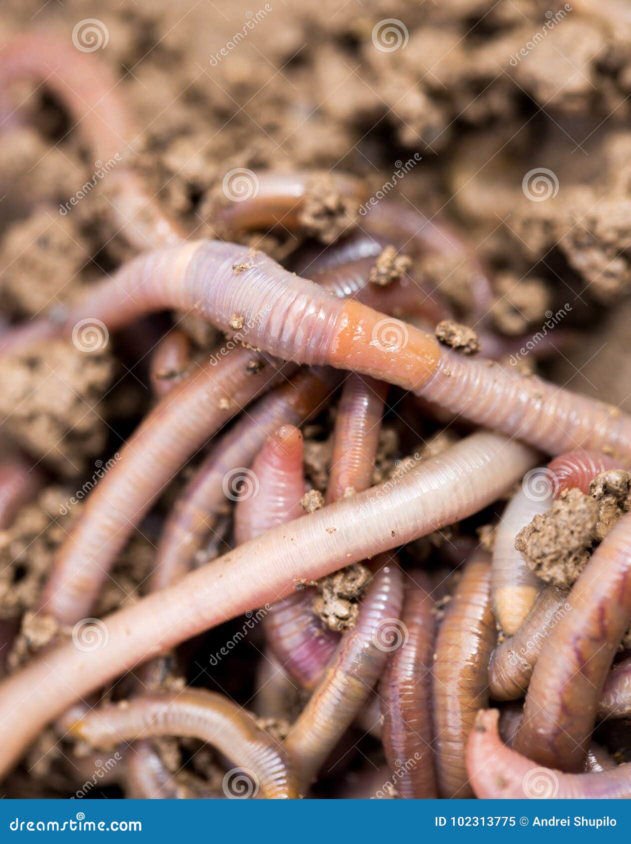 A Worm on the Ground. Macro Stock Image - Image of natural, closeup ...