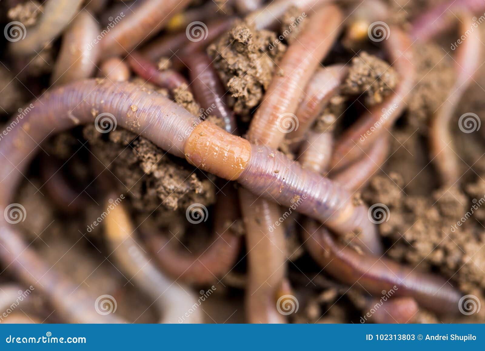 A Worm on the Ground. Macro Stock Image - Image of crawl, wriggle ...
