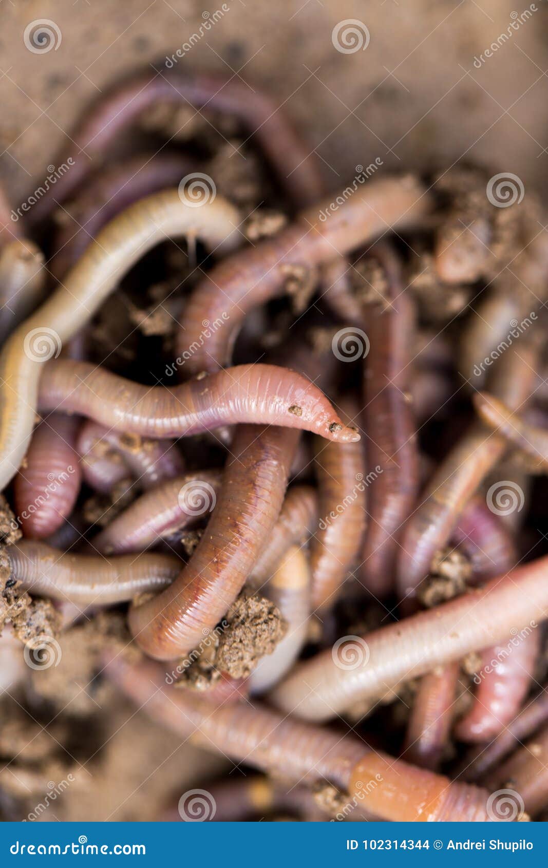 A Worm on the Ground. Macro Stock Photo - Image of closeup, crawl ...