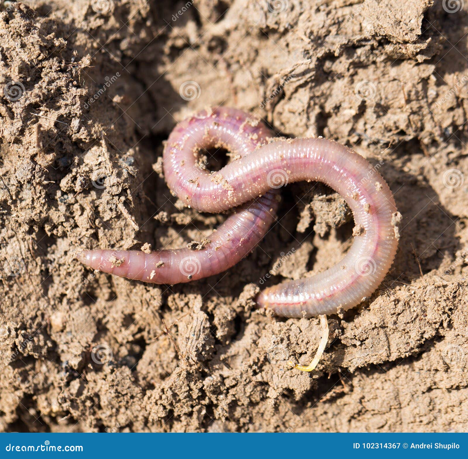 A Worm on the Ground. Macro Stock Image - Image of dirt, fauna: 102314367