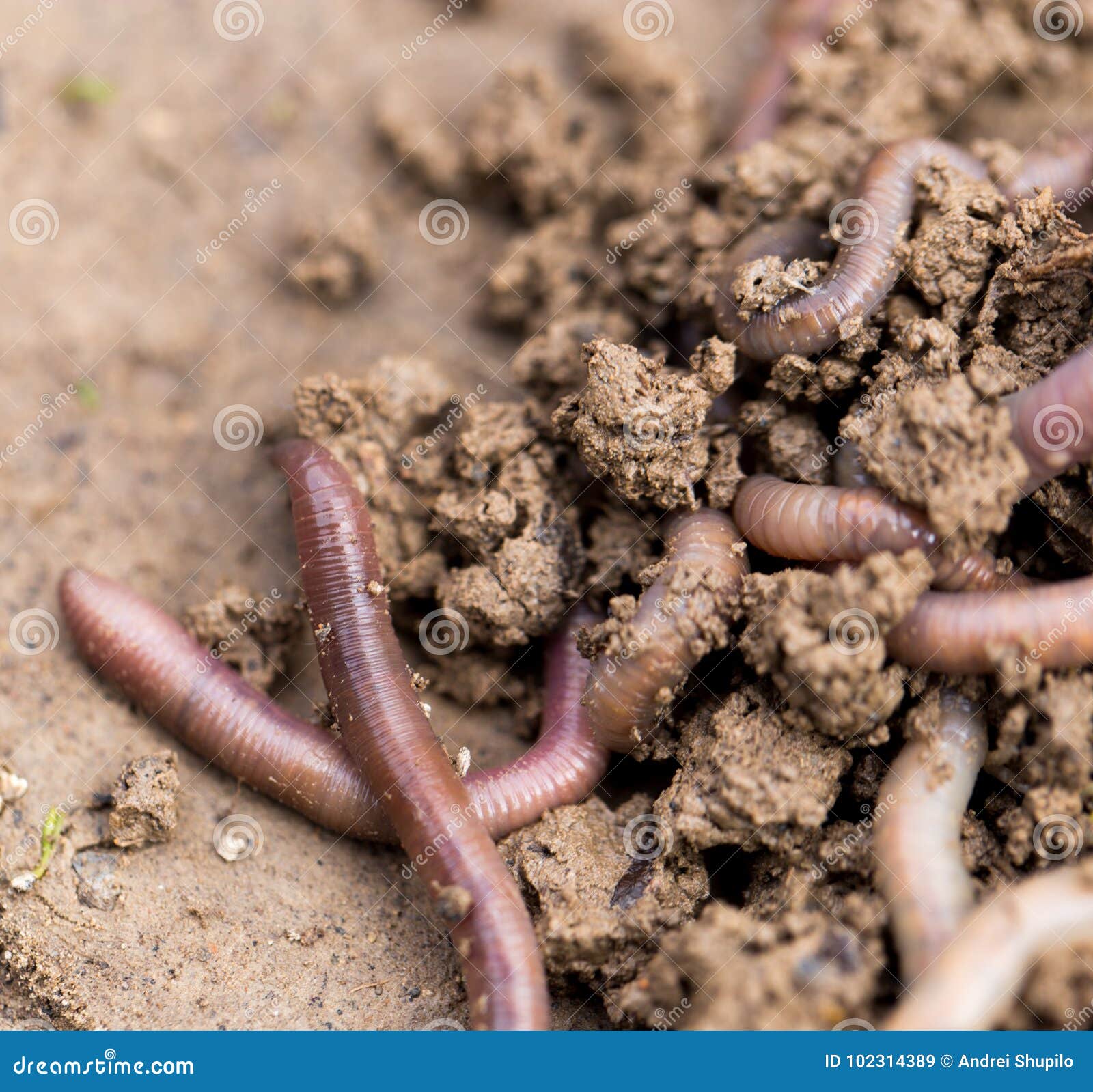 A Worm on the Ground. Macro Stock Image - Image of worm, organism ...