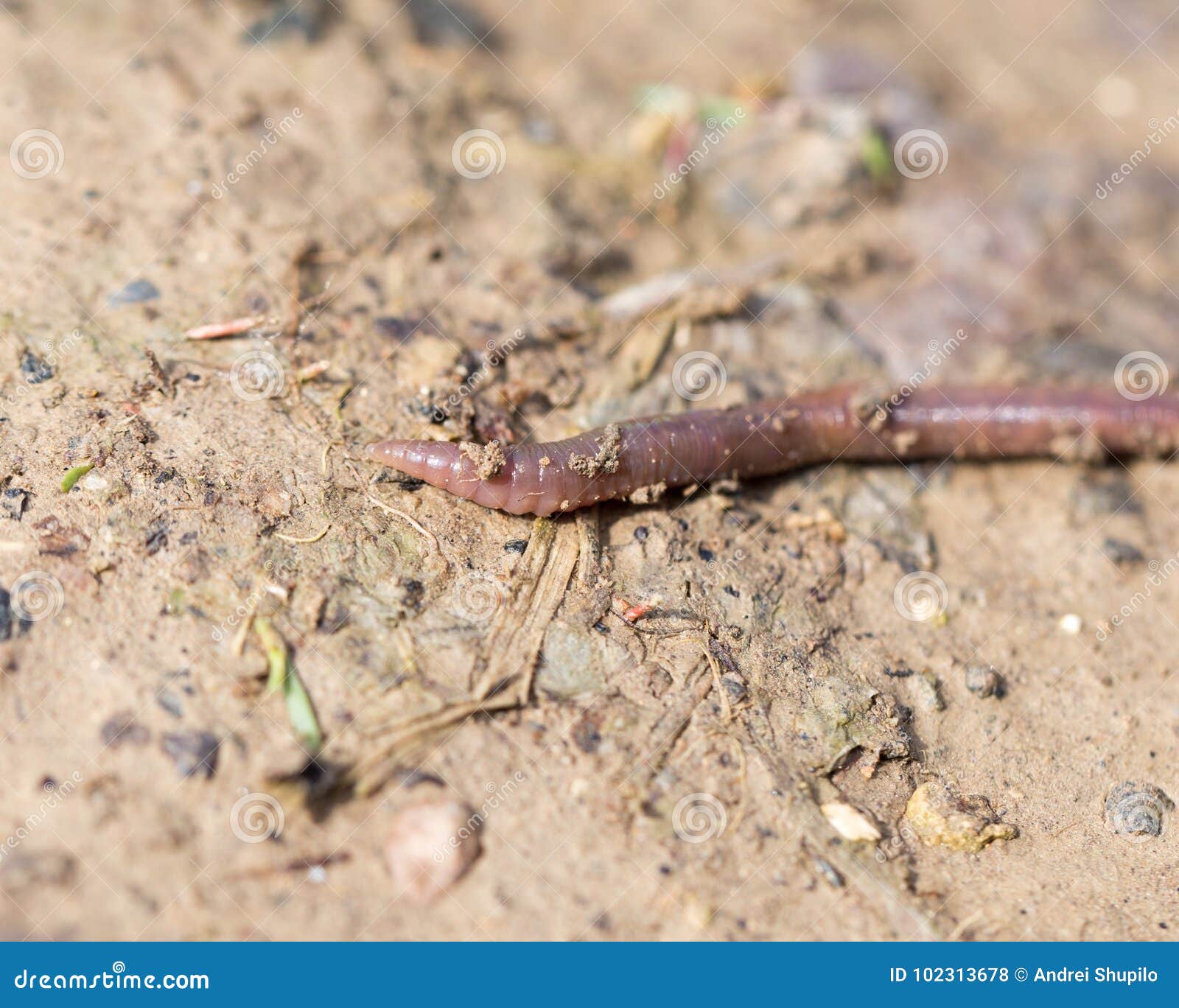 A Worm on the Ground. Macro Stock Photo - Image of macro, brown: 102313678
