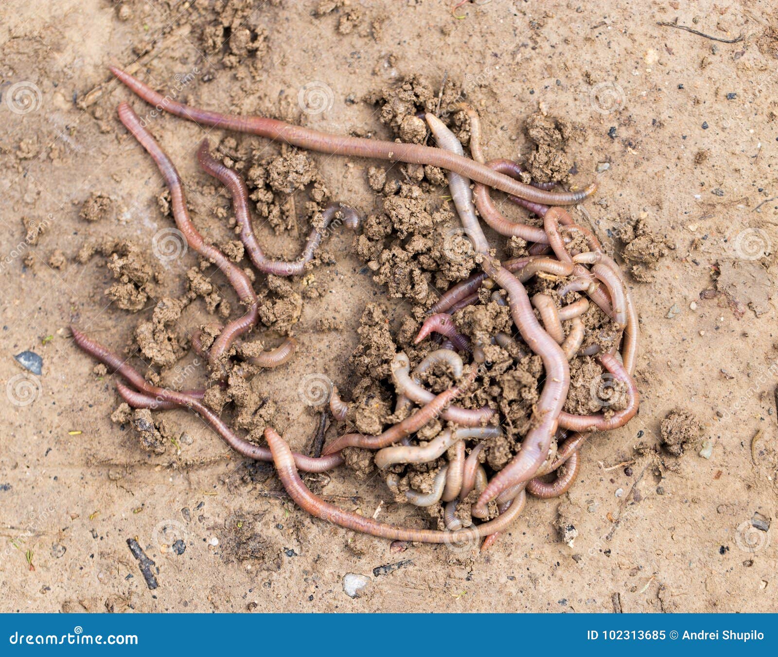 A Worm on the Ground. Macro Stock Image - Image of invertebrate ...