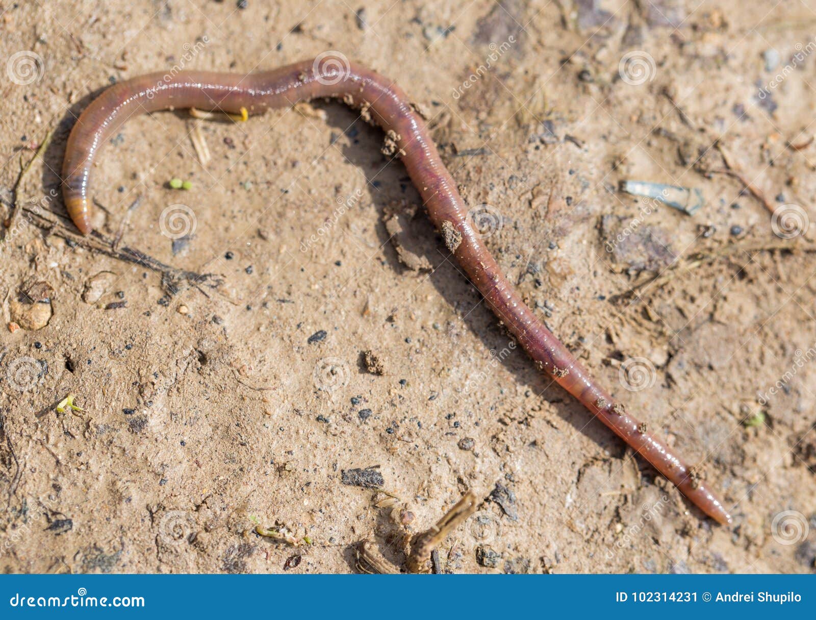 A Worm on the Ground. Macro Stock Image - Image of agricultural, dirt ...