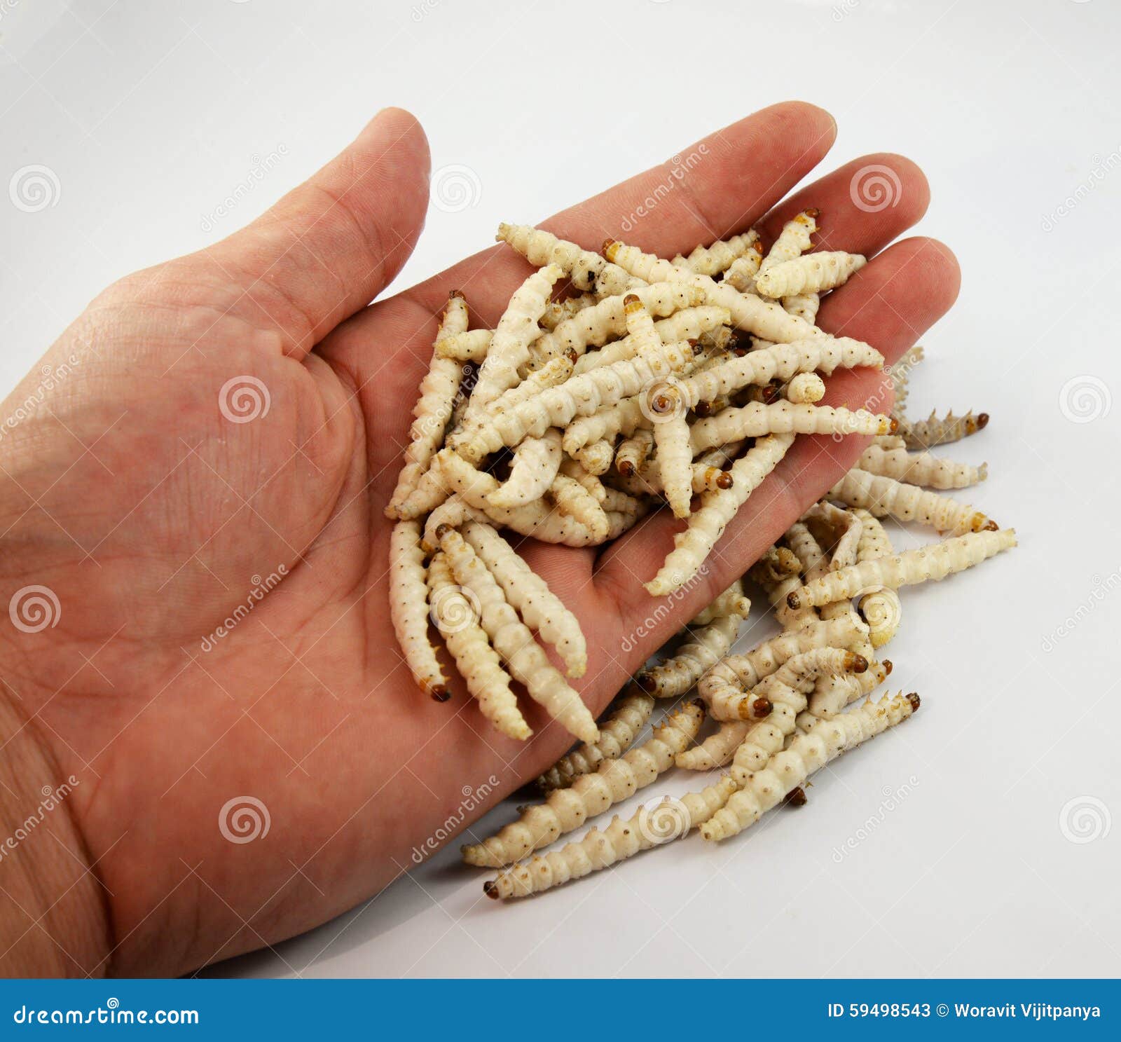 Worm in hand stock image. Image of ugly, animal, larva - 59498543