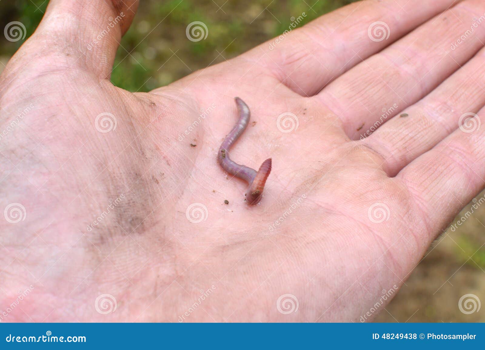 Worm in the Hand stock photo. Image of skin, fertility - 48249438
