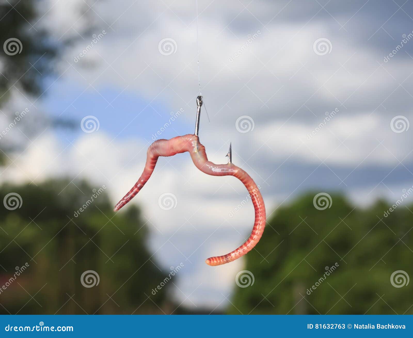 Worm Hanging and Writhing on a Fishhook Stock Image - Image of nature ...