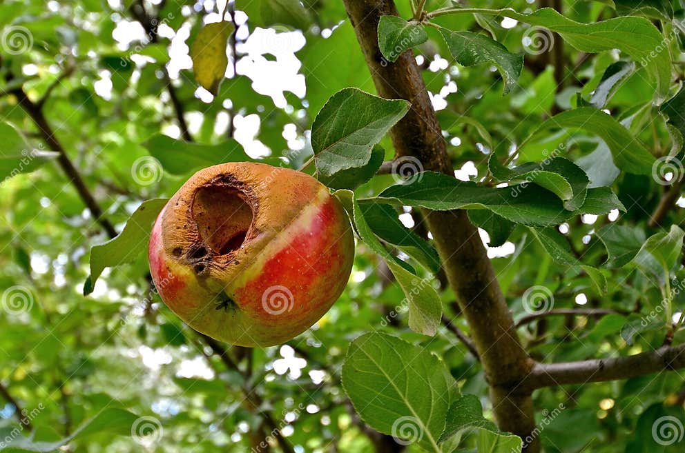 Worm Infested Apple stock image. Image of ripe, diseased - 38950095